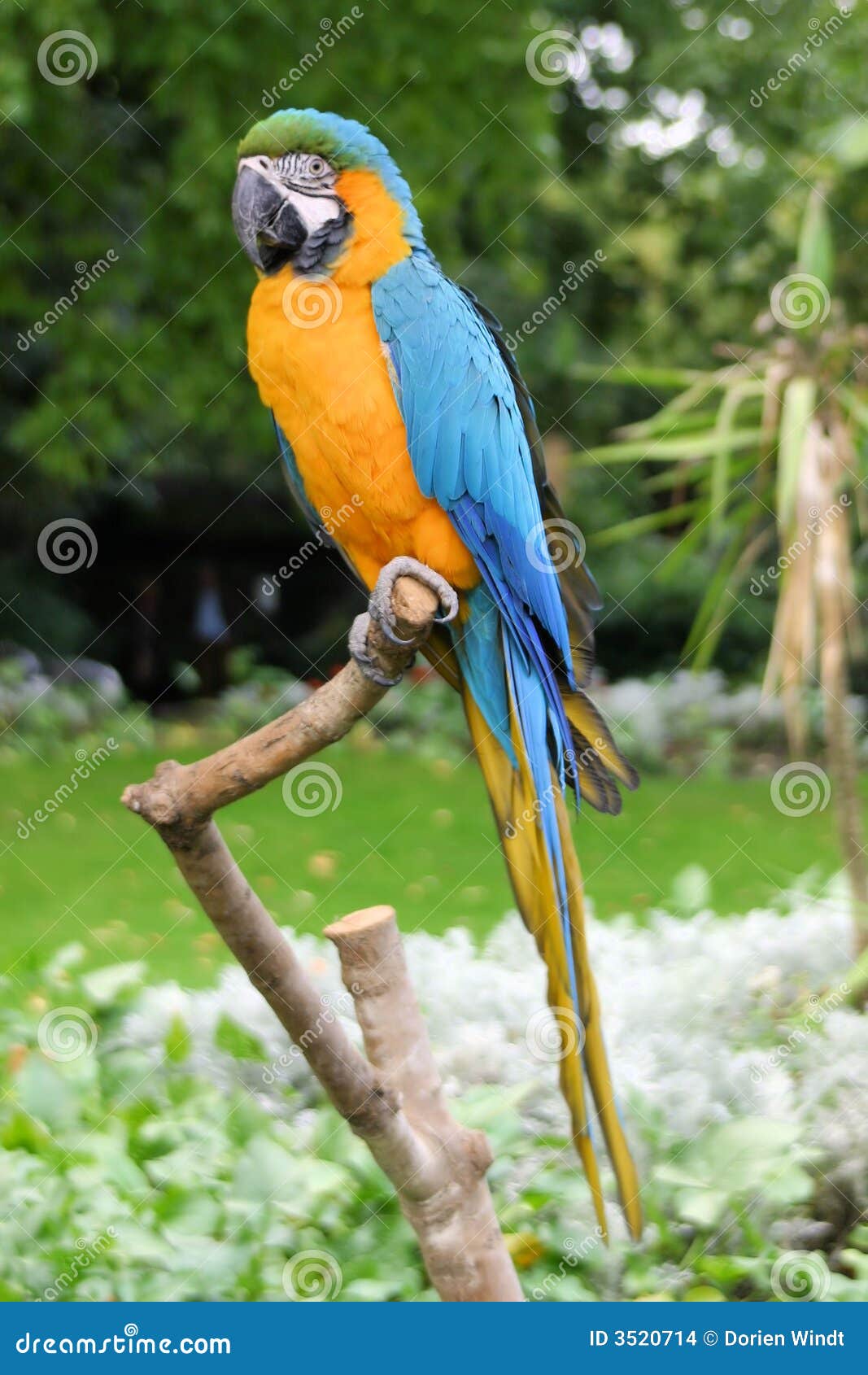 Macaw parrot, Ara stock photo. Image of parrot, gold, avian - 3520714
