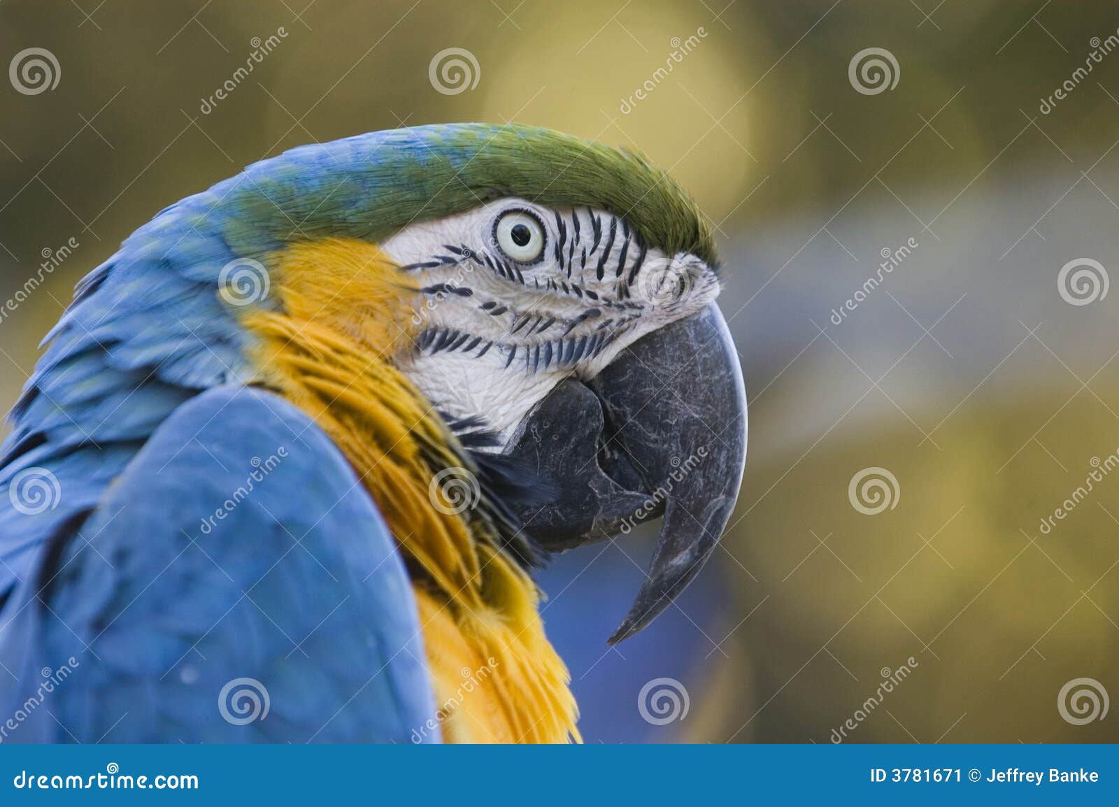Parrot stock image. Image of strong, parrot, hooked, blue - 3781671