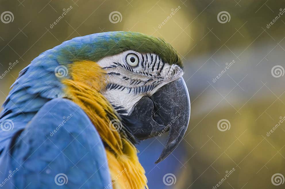Parrot stock image. Image of strong, parrot, hooked, blue - 3781671
