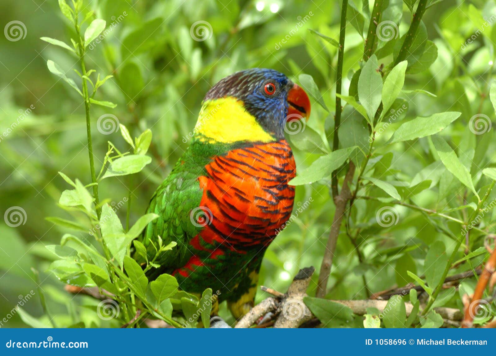 Parrot 4 stock photo. Image of exotic, beautiful, birds - 1058696