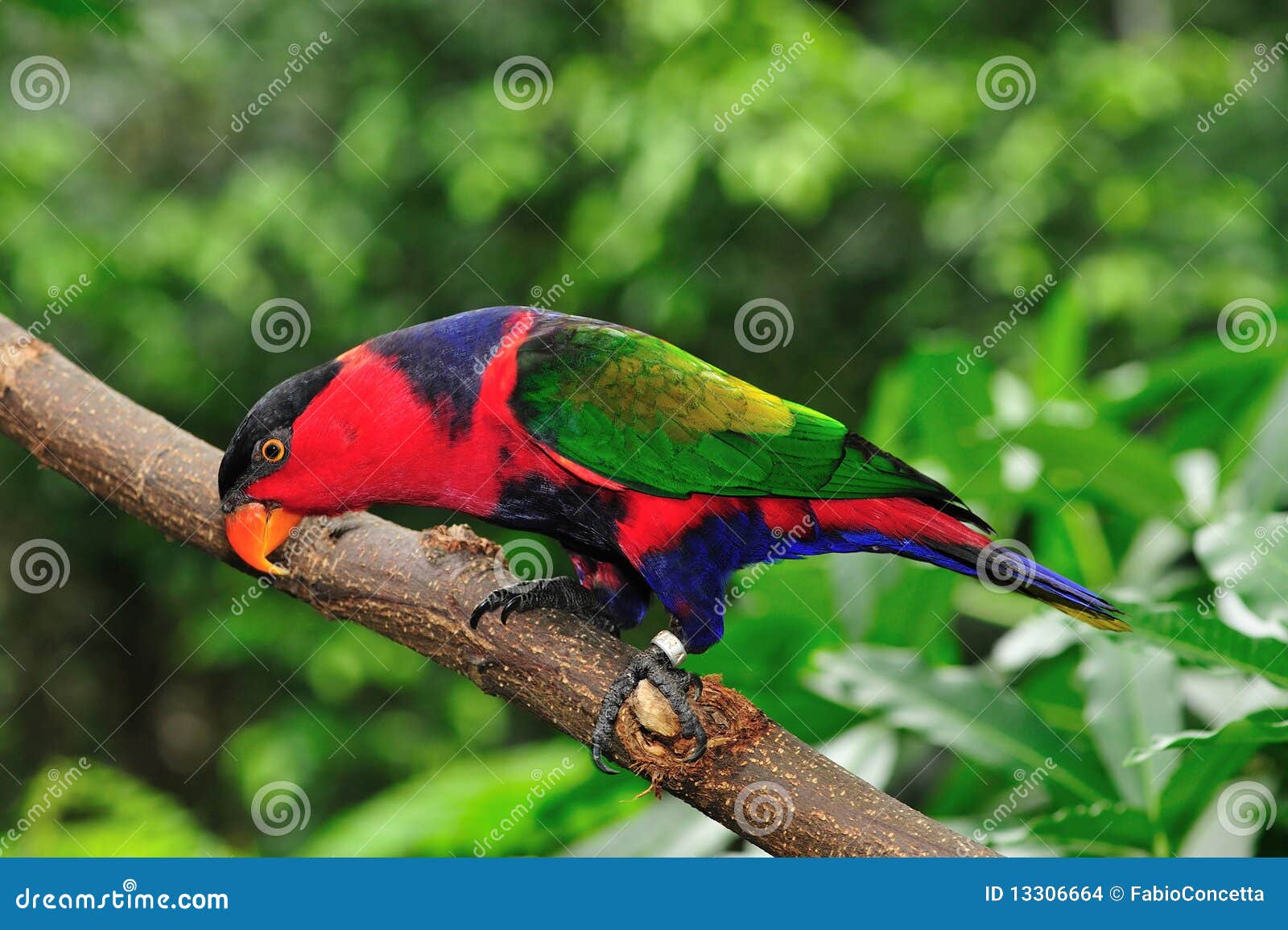 Parrot 5 stock photo. Image of singapore, claws, documentary - 13306664