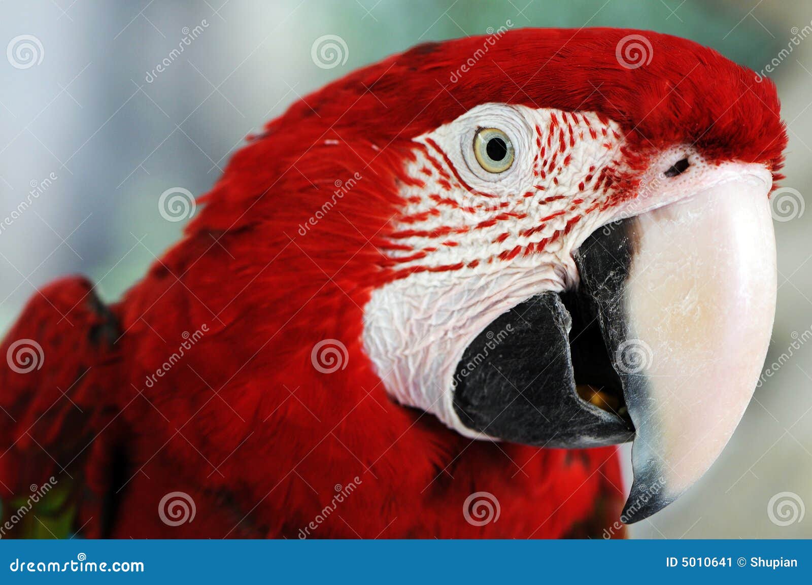 Parrot stock image. Image of claws, feathers, beak, exotic - 5010641