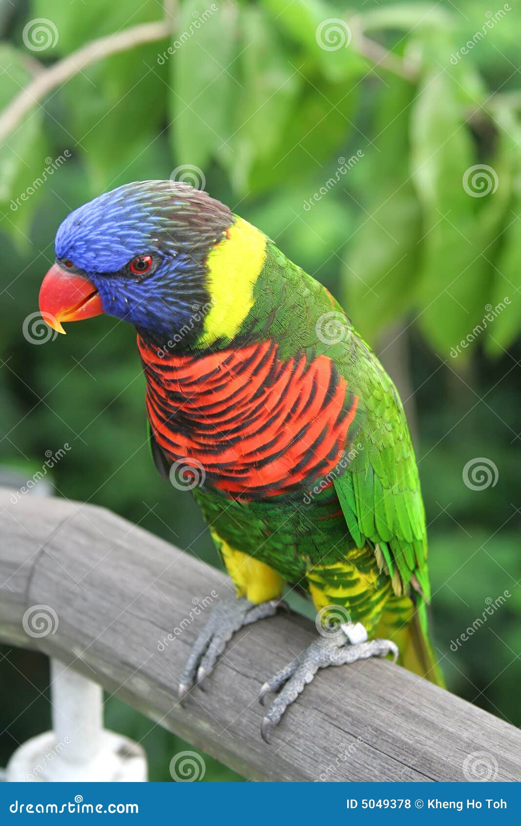 Parrot stock photo. Image of life, interesting, fauna - 5049378