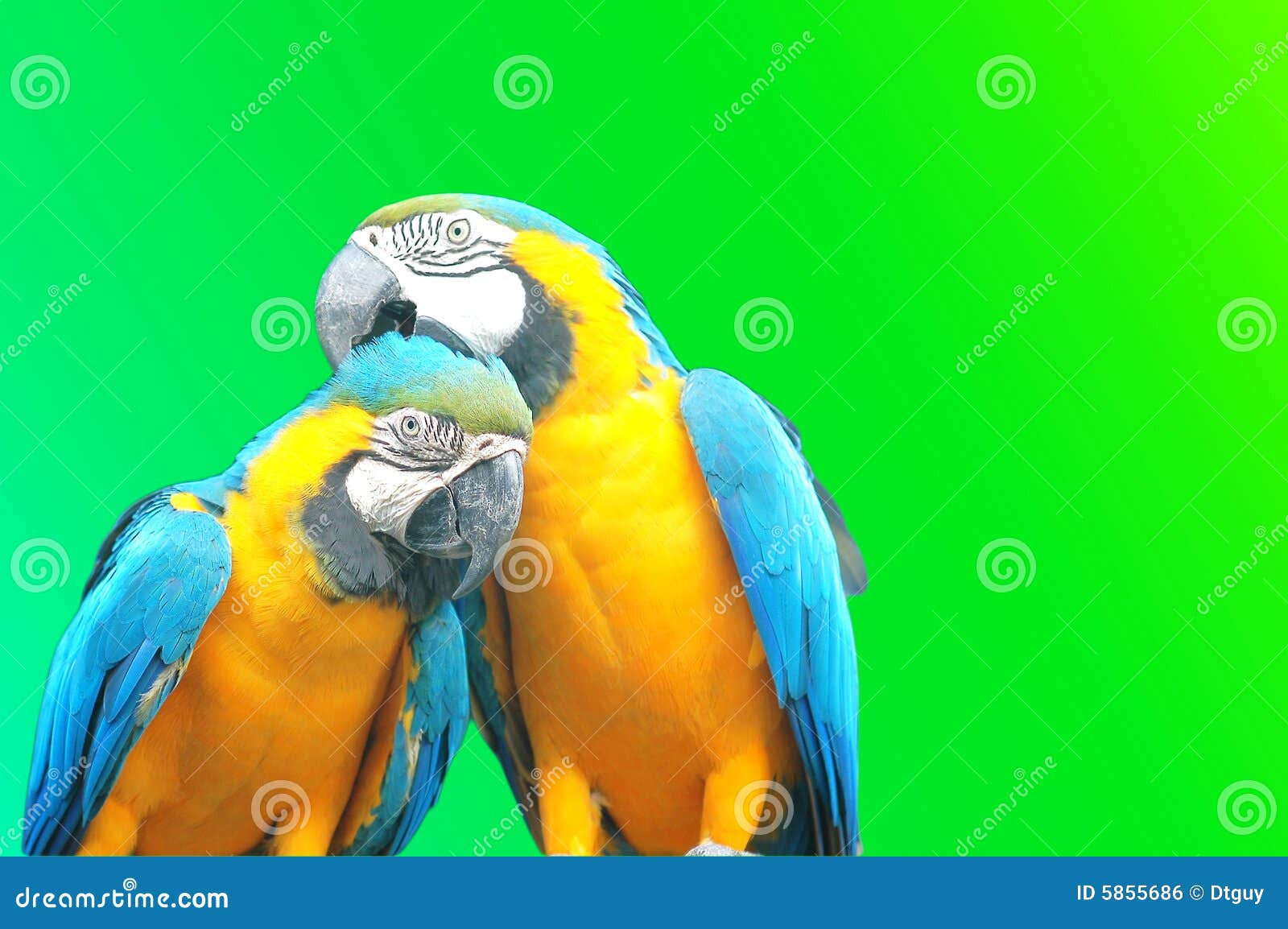 Parrot stock photo. Image of beak, performing, popinjay - 5855686