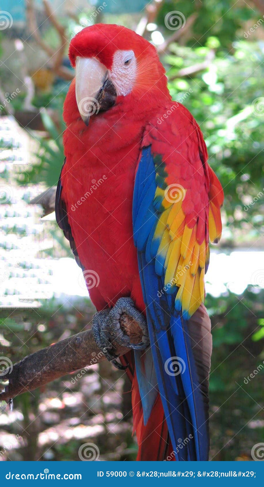 Parrot stock photo. Image of perch, colourful, exotic, bird - 59000