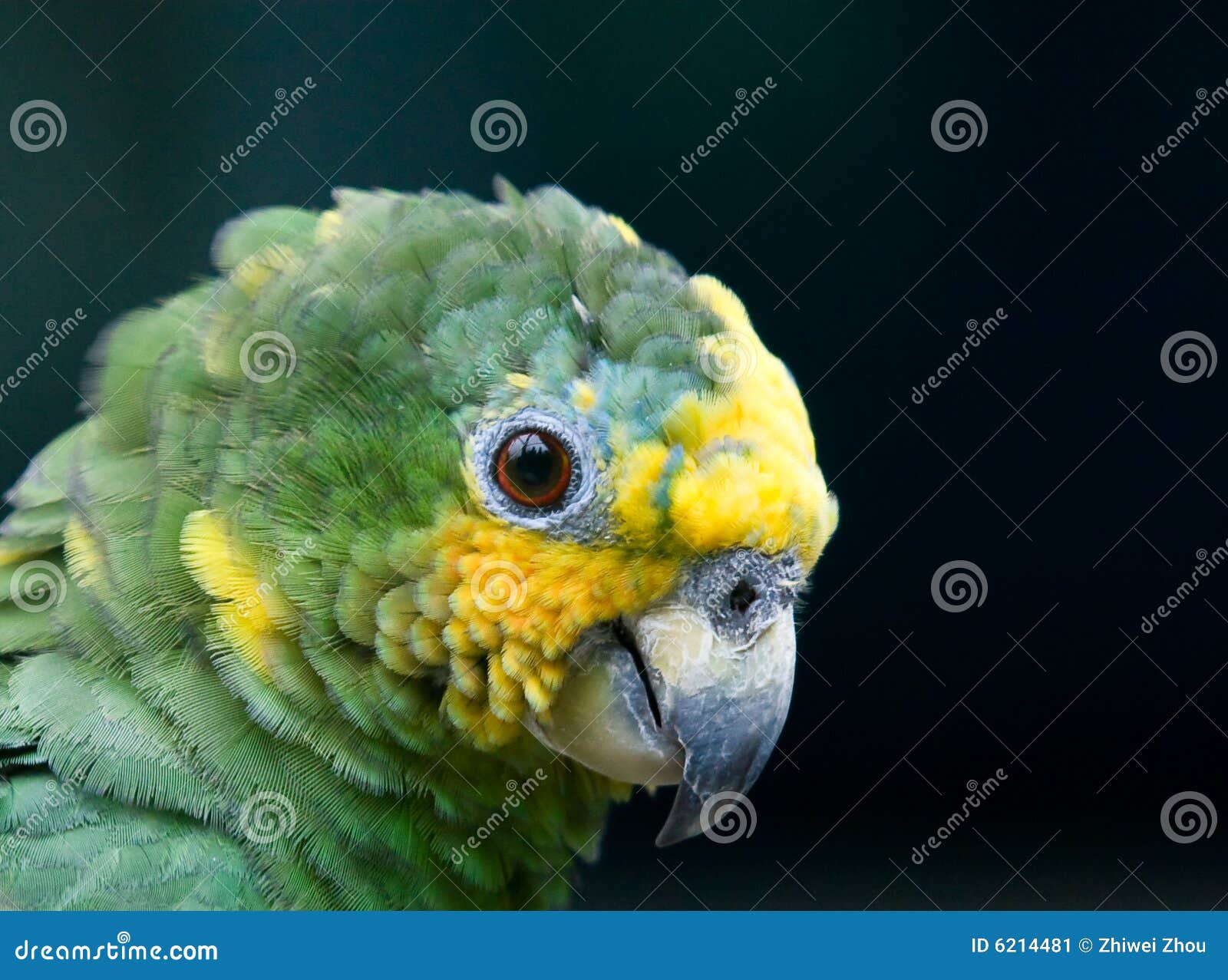 Parrot stock image. Image of colourful, life, pair, pretty - 6214481