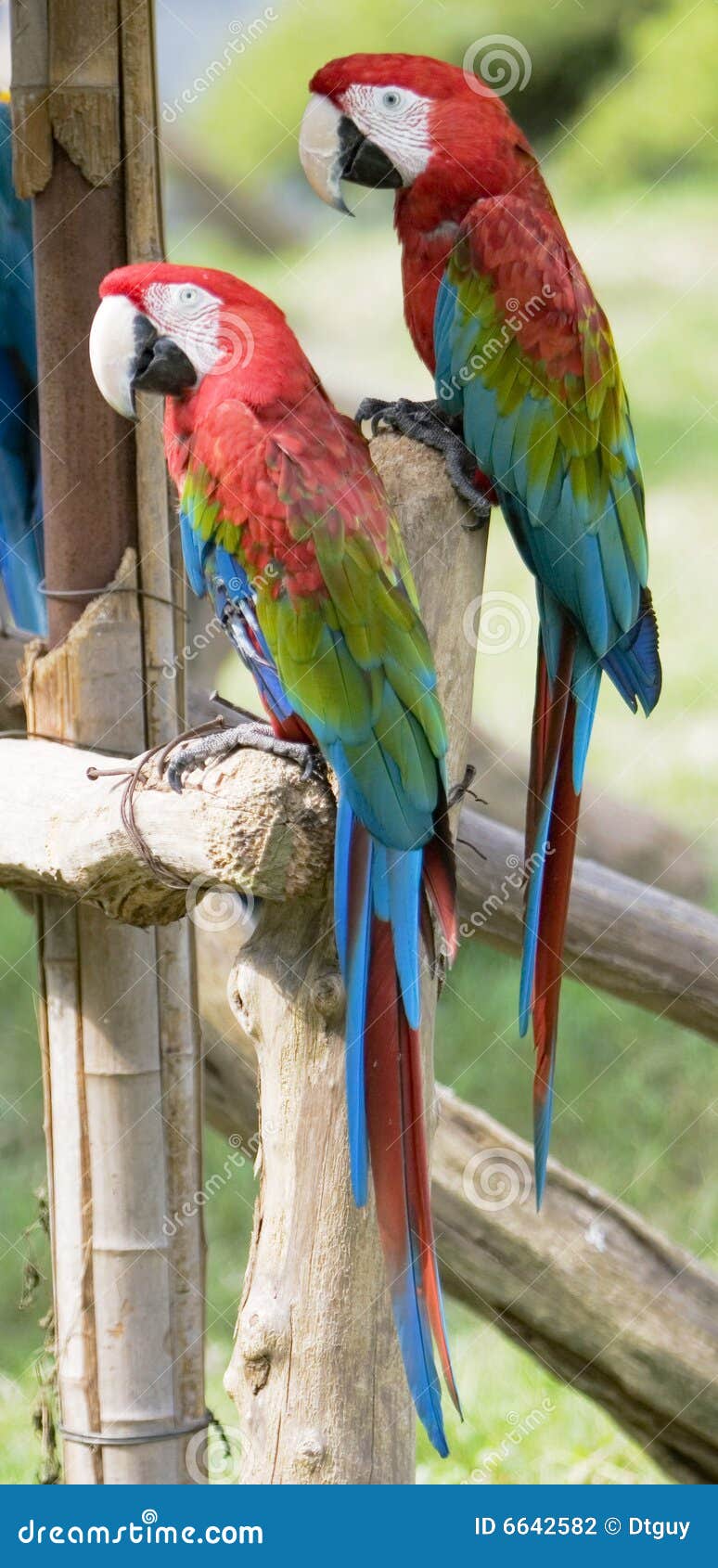 Parrot stock photo. Image of aves, blue, blove, meek, animal - 6642582