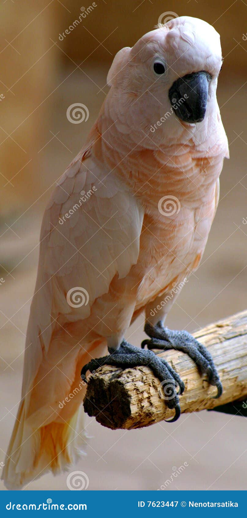 Parrot stock image. Image of park, white, parrot, animal - 7623447