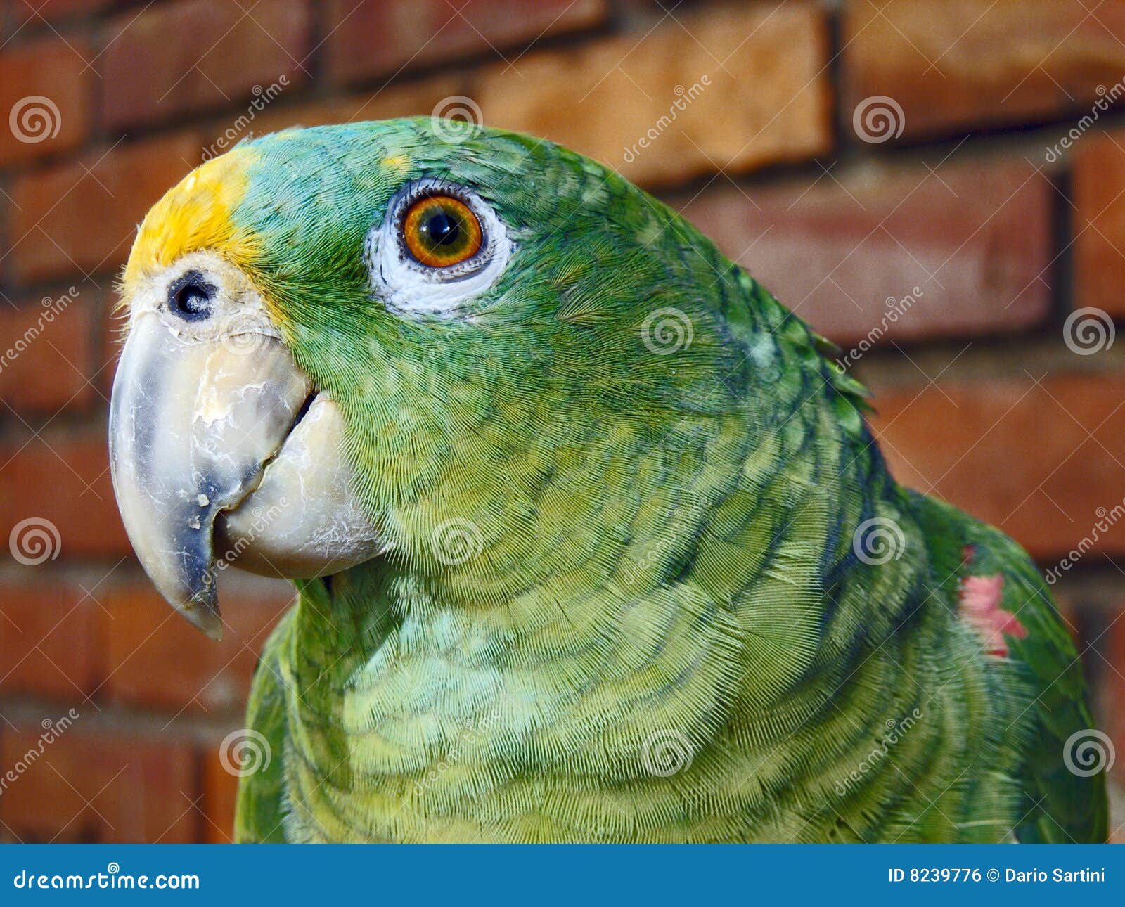 Parrot stock photo. Image of words, speak, feathers, call - 8239776