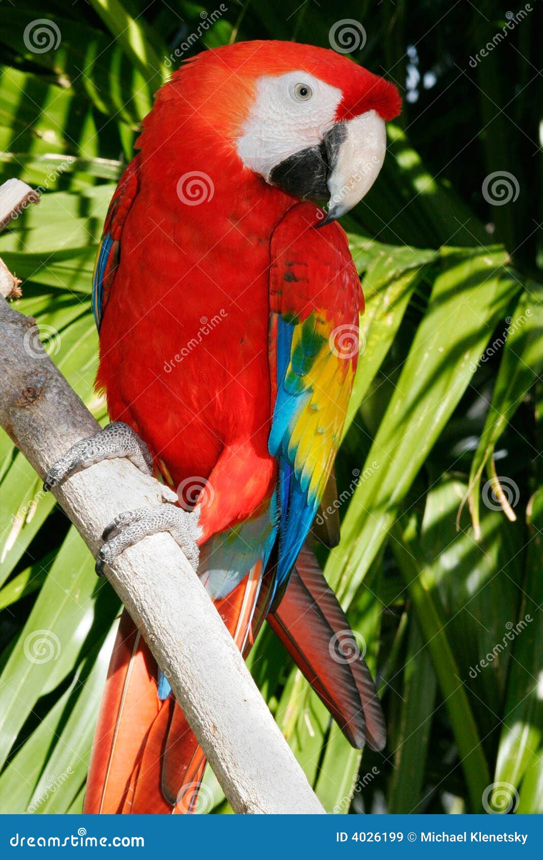 Parrot 9 stock image. Image of bird, feathered, parrot - 4026199