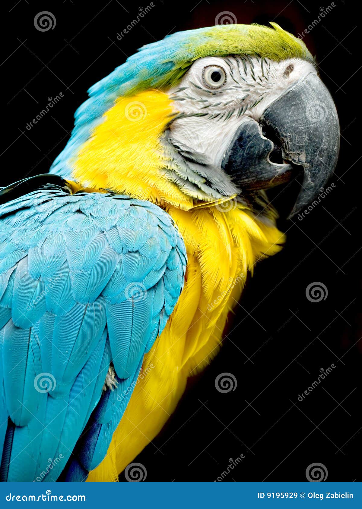 Parrot stock image. Image of beak, parrot, talking, speak - 9195929