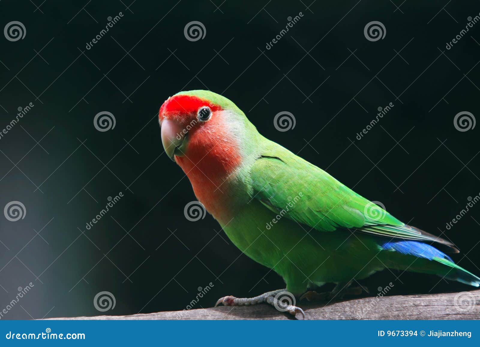 Parrot stock photo. Image of chinese, life, angel, travel - 9673394