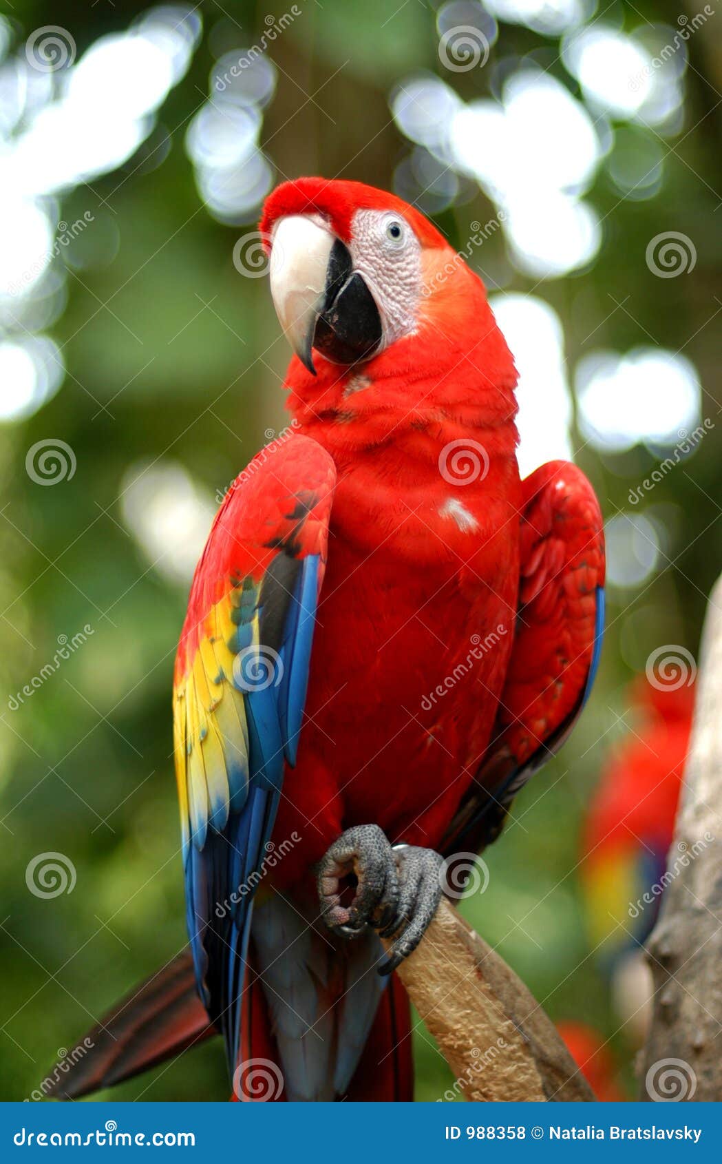 Parrot stock photo. Image of parrot, perch, tropical, colourful - 988358