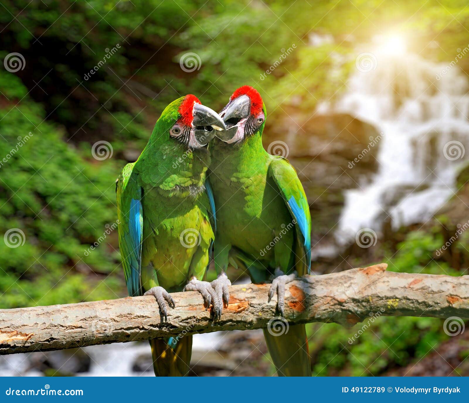 Parrot Against Tropical Waterfall Background Stock Image - Image of ...