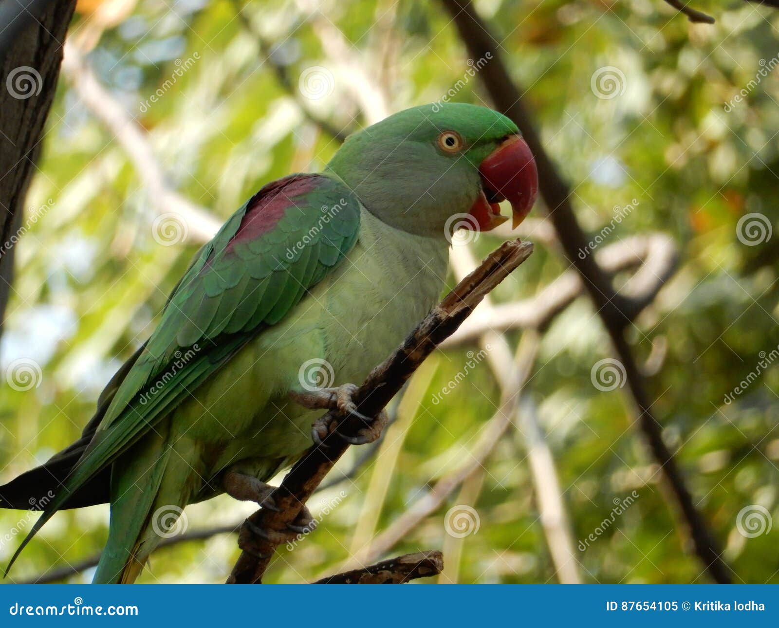 Parrot stock image. Image of colorful, amazing, pose - 87654105