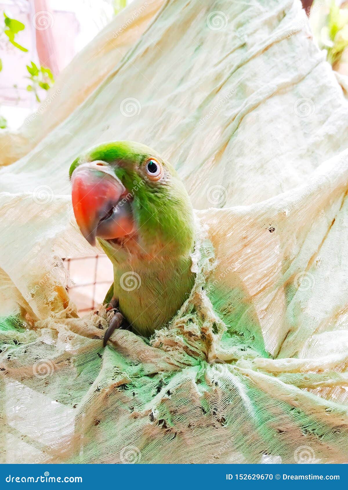 Parrot amazing photography stock photo. Image of birds - 152629670