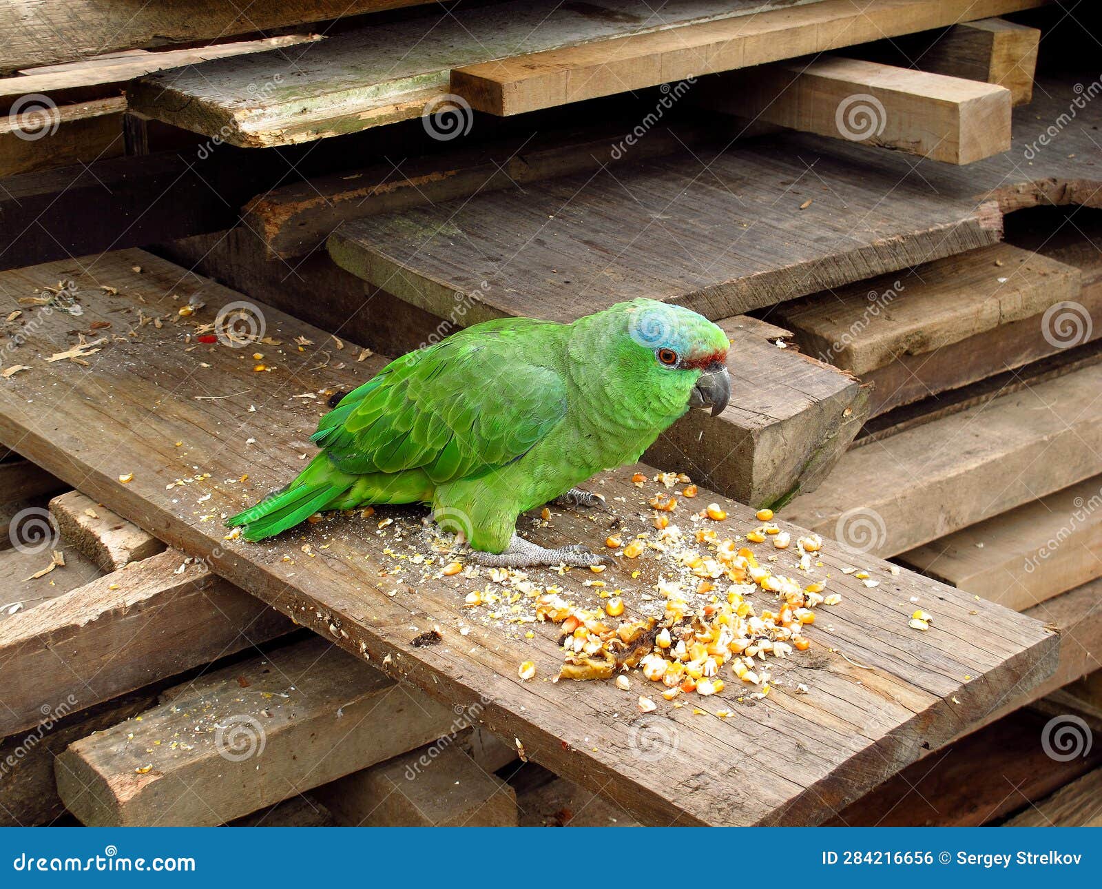 Parrot in Amazon River, Peru, South America Stock Photo - Image of ...