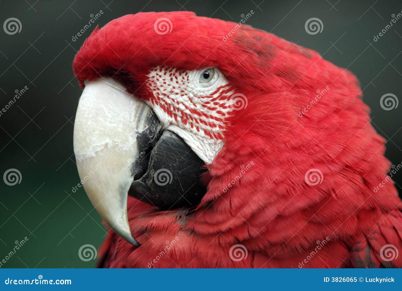 Parrot ara stock image. Image of white, wildlife, beak - 3826065