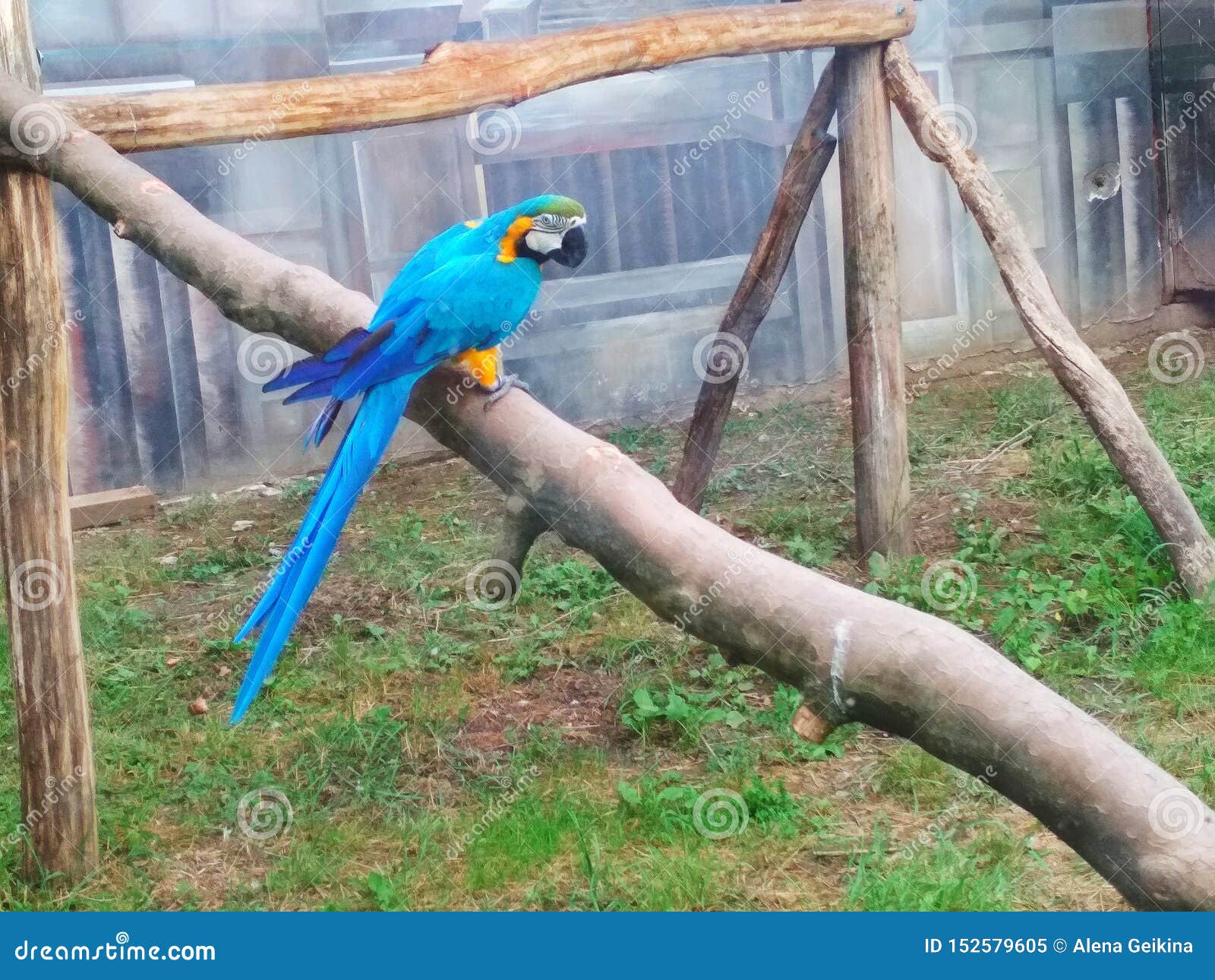 Parrot ara stock image. Image of green, birds, parrot - 152579605