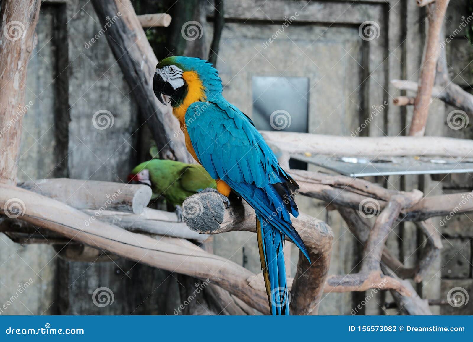 Parrot Ara Blue with Yellow Color Sitting on a Branch Stock Photo ...
