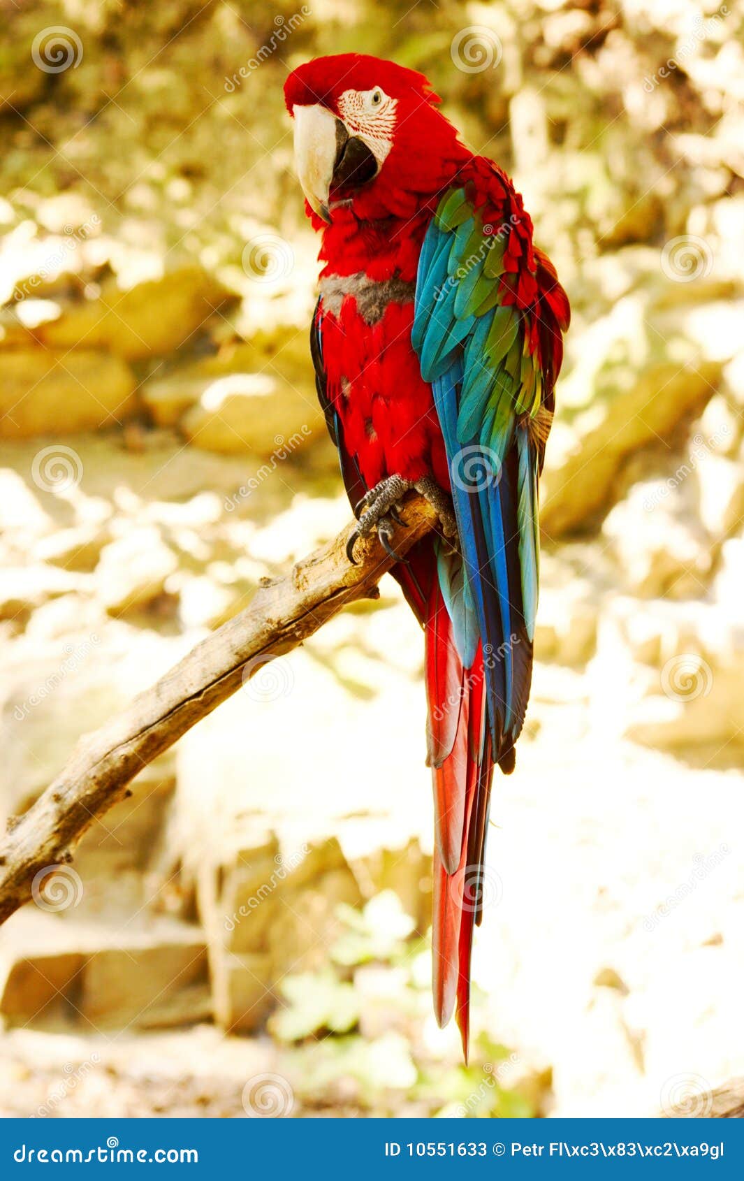 Parrot Ara Chloroptera Stock Photos - Image: 10551633