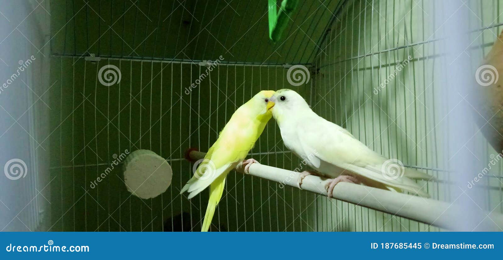 Parrot Australian Pakistan Osm Parrots Stock Image - Image of pakistan ...