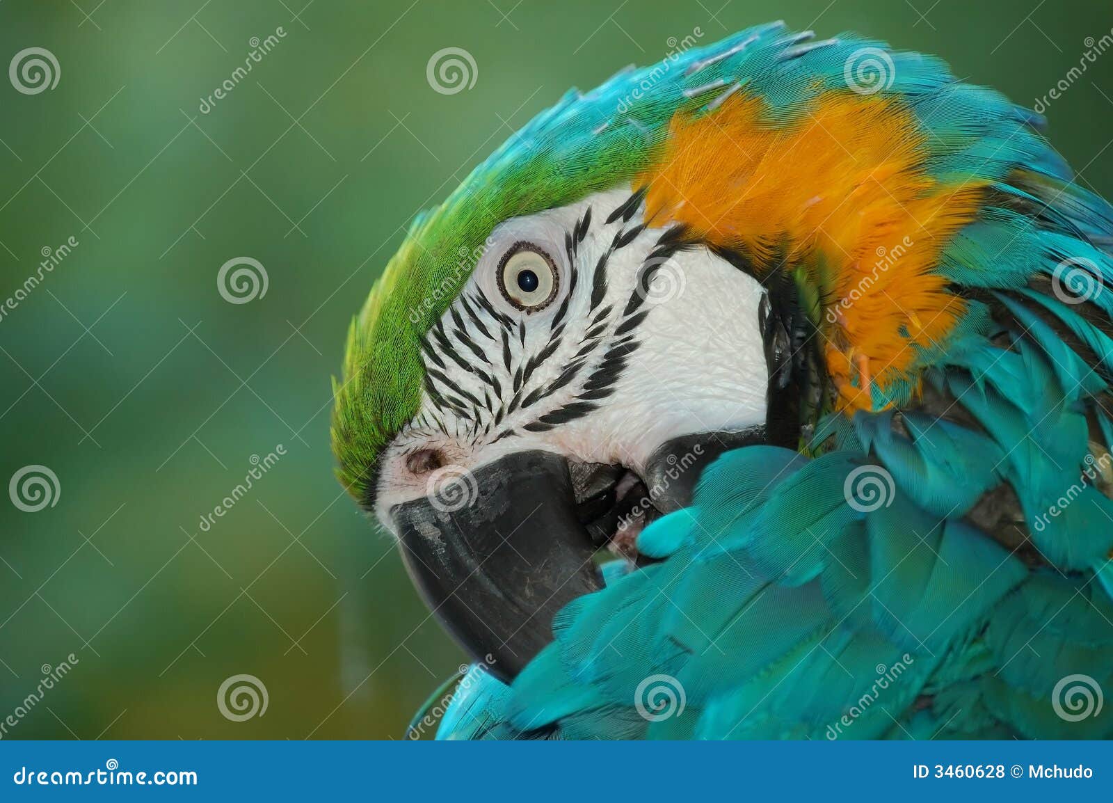 Parrot from the back stock photo. Image of feather, summer - 3460628