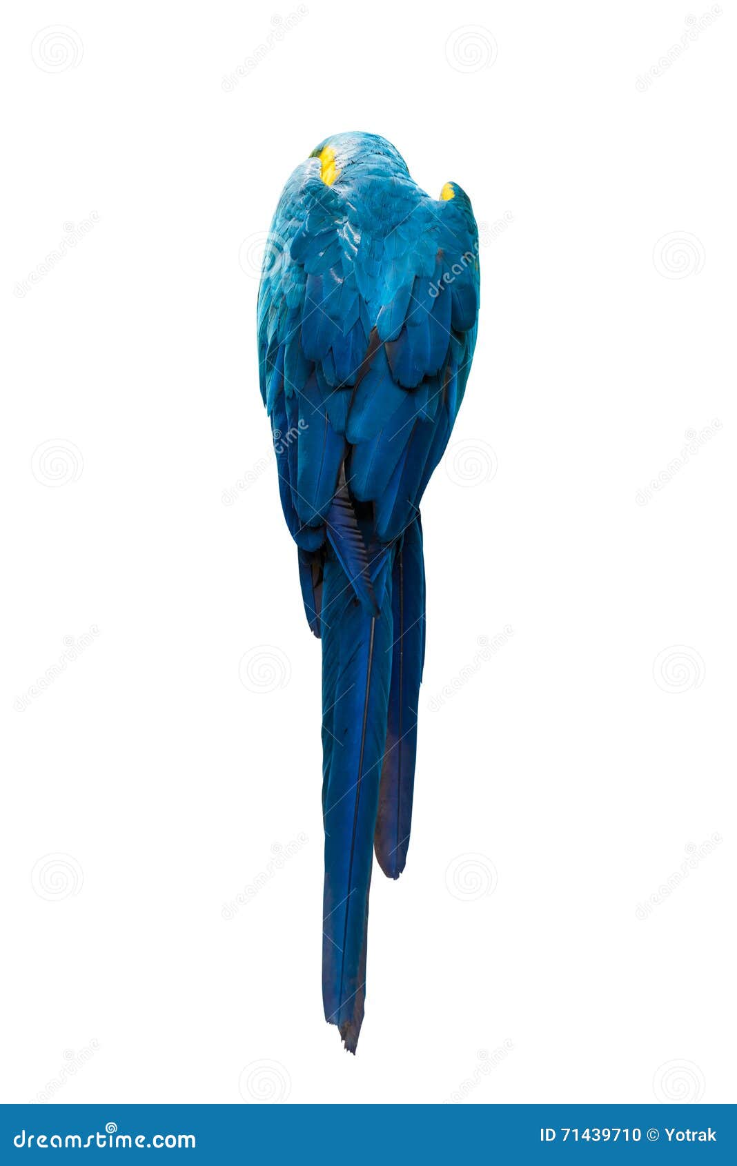 Parrot stock photo. Image of wild, beak, bright, bird - 71439710