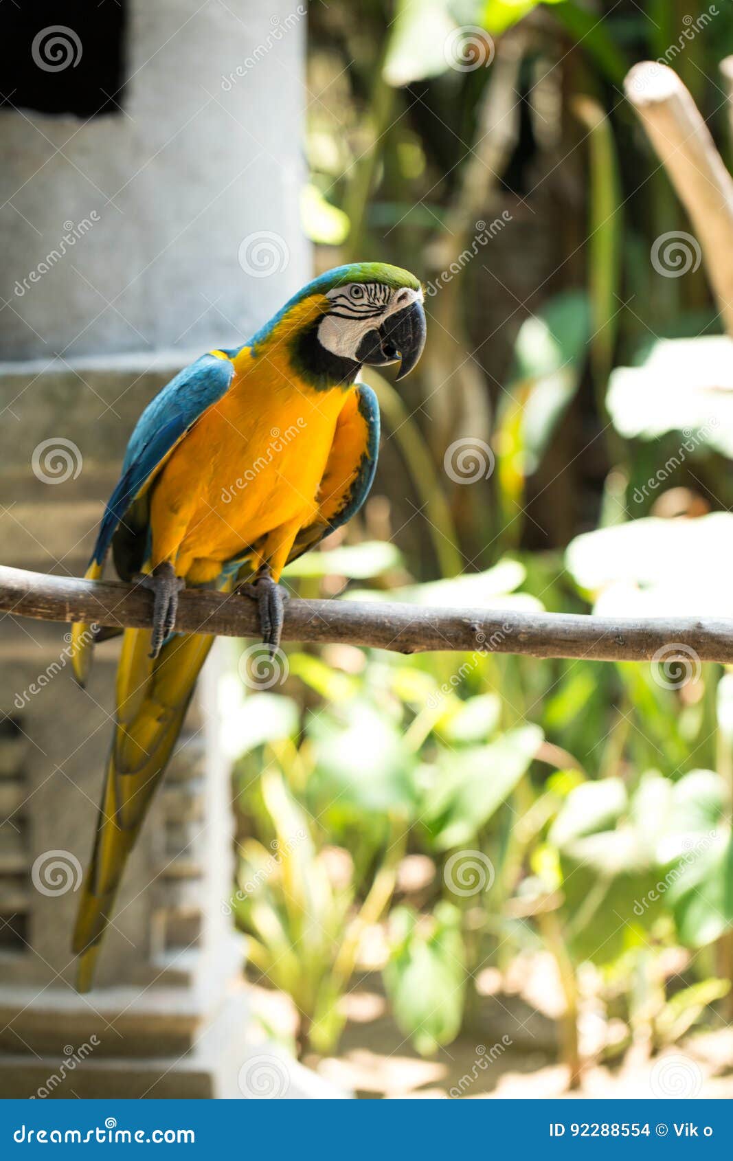 Parrot in Bali Island Indonesia - Nature Background. Stock Photo ...
