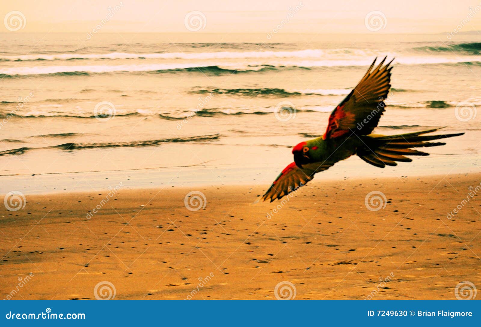 Parrot at the Beach stock photo. Image of eyes, sand, california - 7249630
