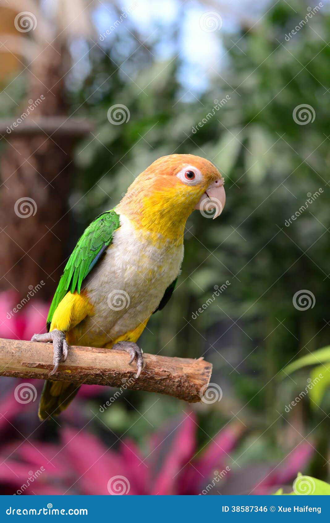 Parrot stock photo. Image of yellow, wild, cute, stare - 38587346