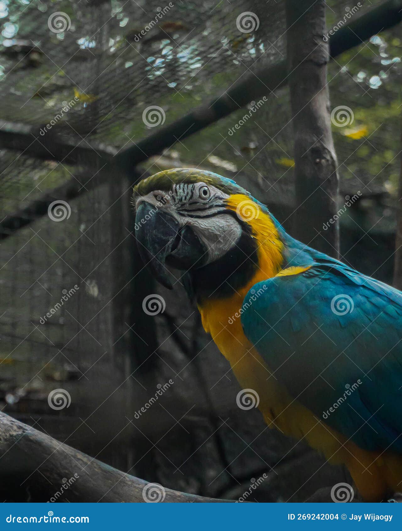 Parrot, Beautiful Bird, Blue and Yellow Bird in the Jungle Stock Photo ...