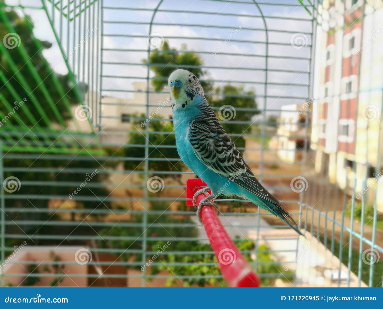 Parrot. stock image. Image of look, parrot, home, beautiful - 121220945