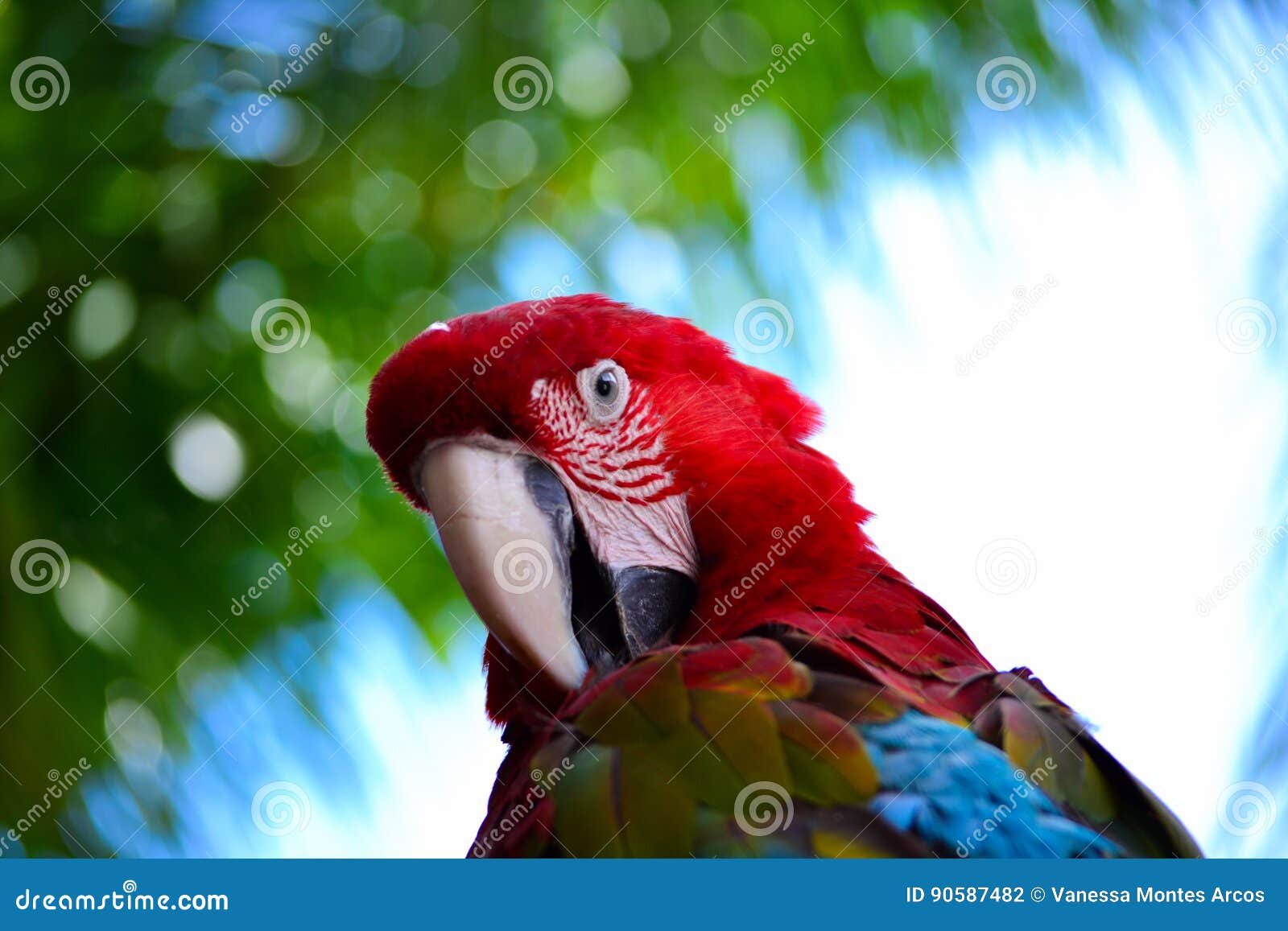 Parrot stock photo. Image of bird, parrot, jungle, animal - 90587482