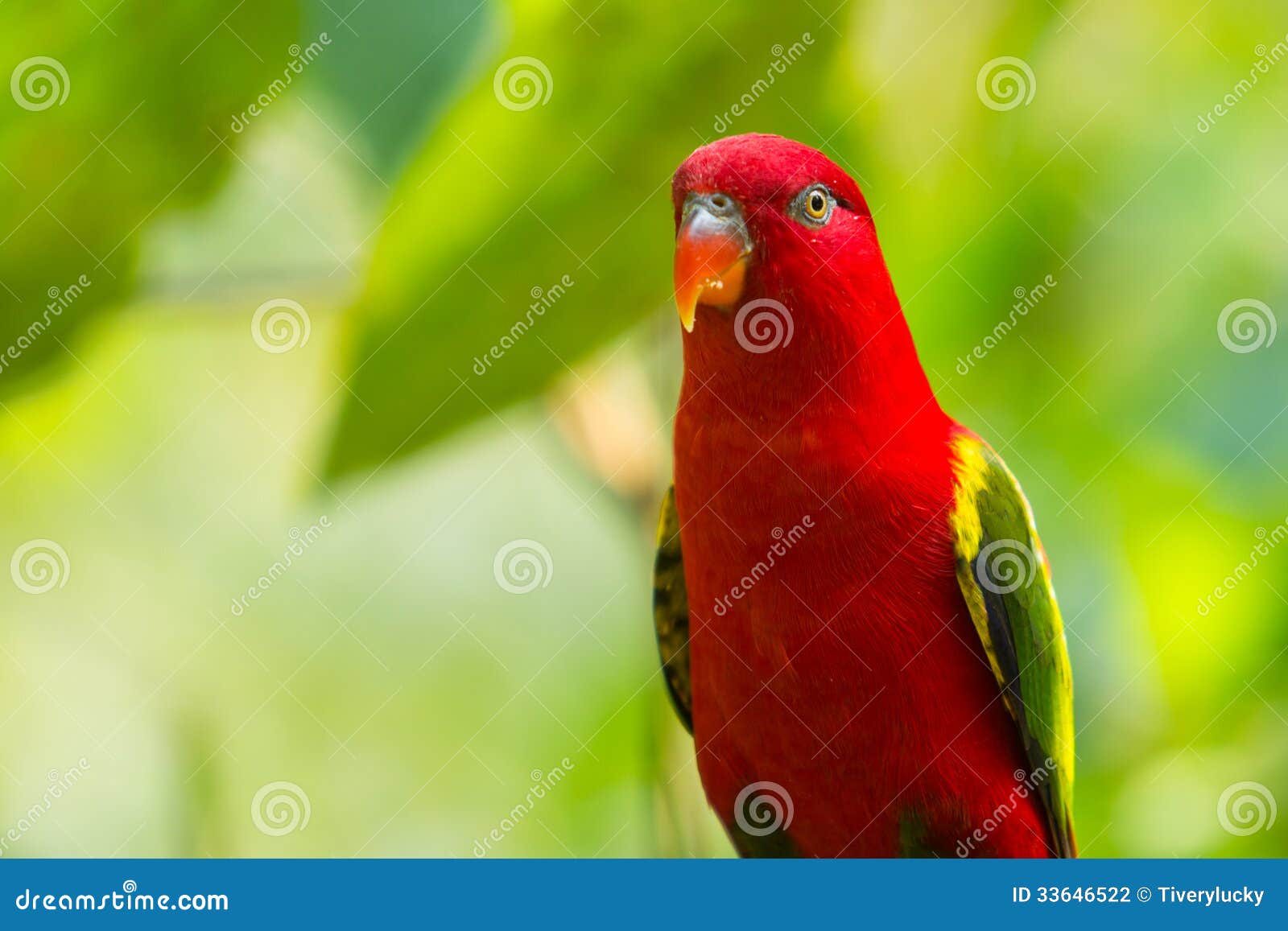Parrot stock photo. Image of wild, pretty, beautiful - 33646522