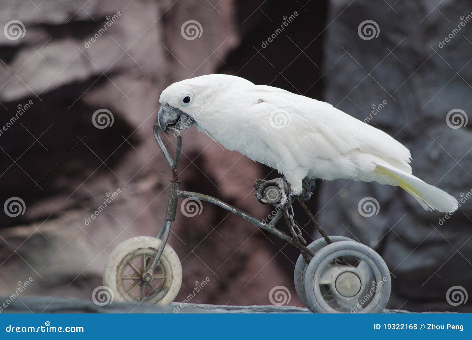Parrot on a bike stock photo. Image of avian, bike, beak - 19322168