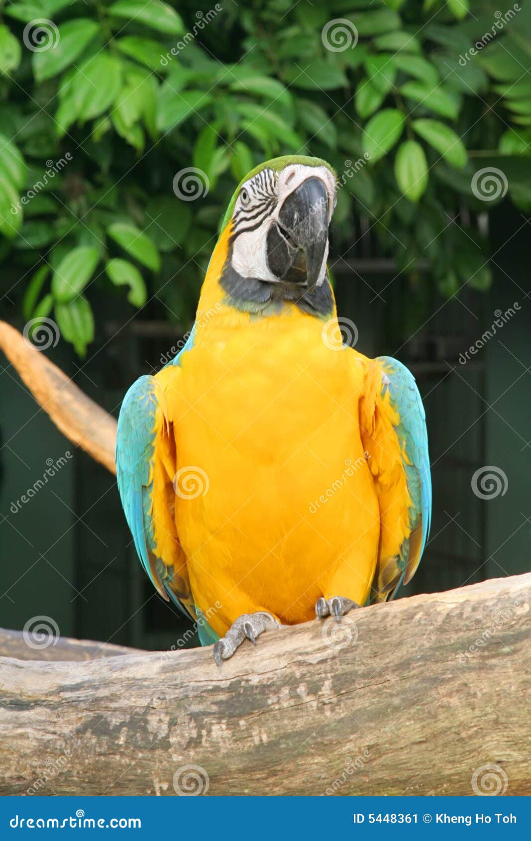 Parrot Bird stock image. Image of pets, bill, bright, love - 5448361