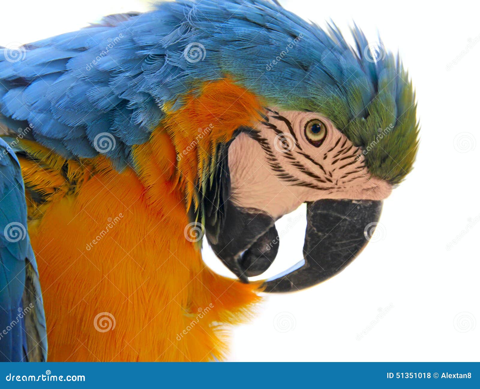 Parrot bird animal head stock photo. Image of blue, sitting - 51351018