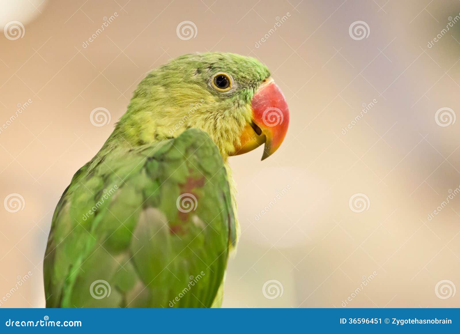 Parrot Bird. stock image. Image of alone, close, avian - 36596451