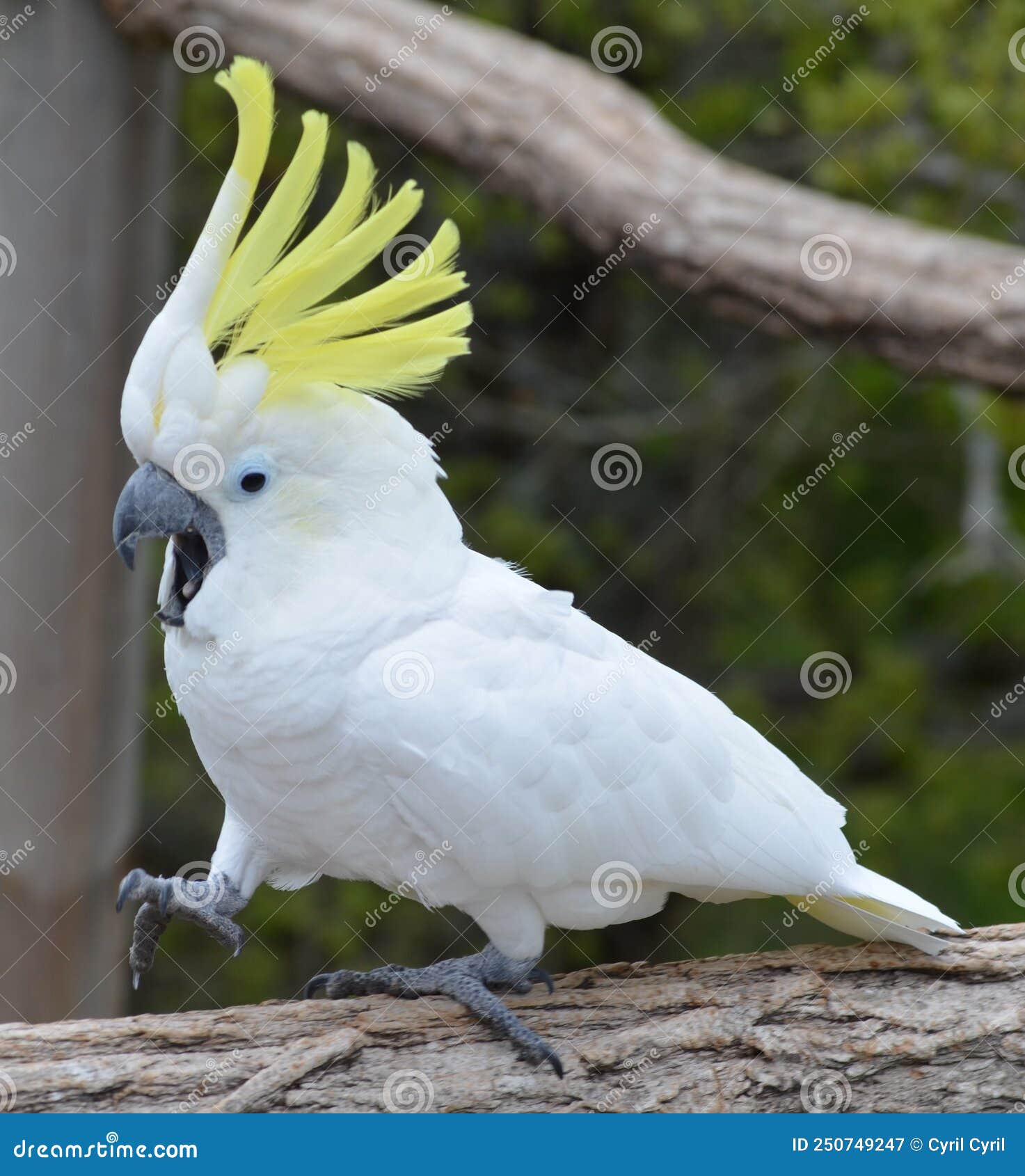 Parrot Bird Cockatoo Walking and Talking Stock Image - Image of wing ...