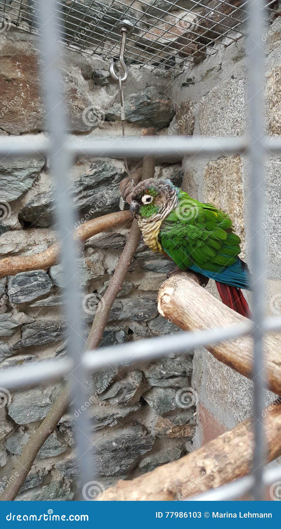 Parrot Bird colorful stock image. Image of prison, vogelburg - 77986103