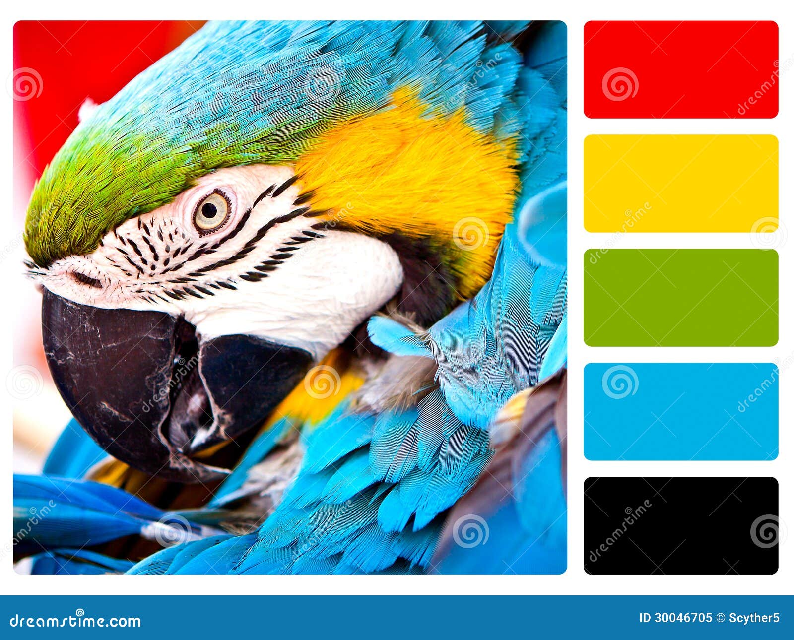 Parrot Bird Colour Palette Swatch Stock Image - Image of graphic ...