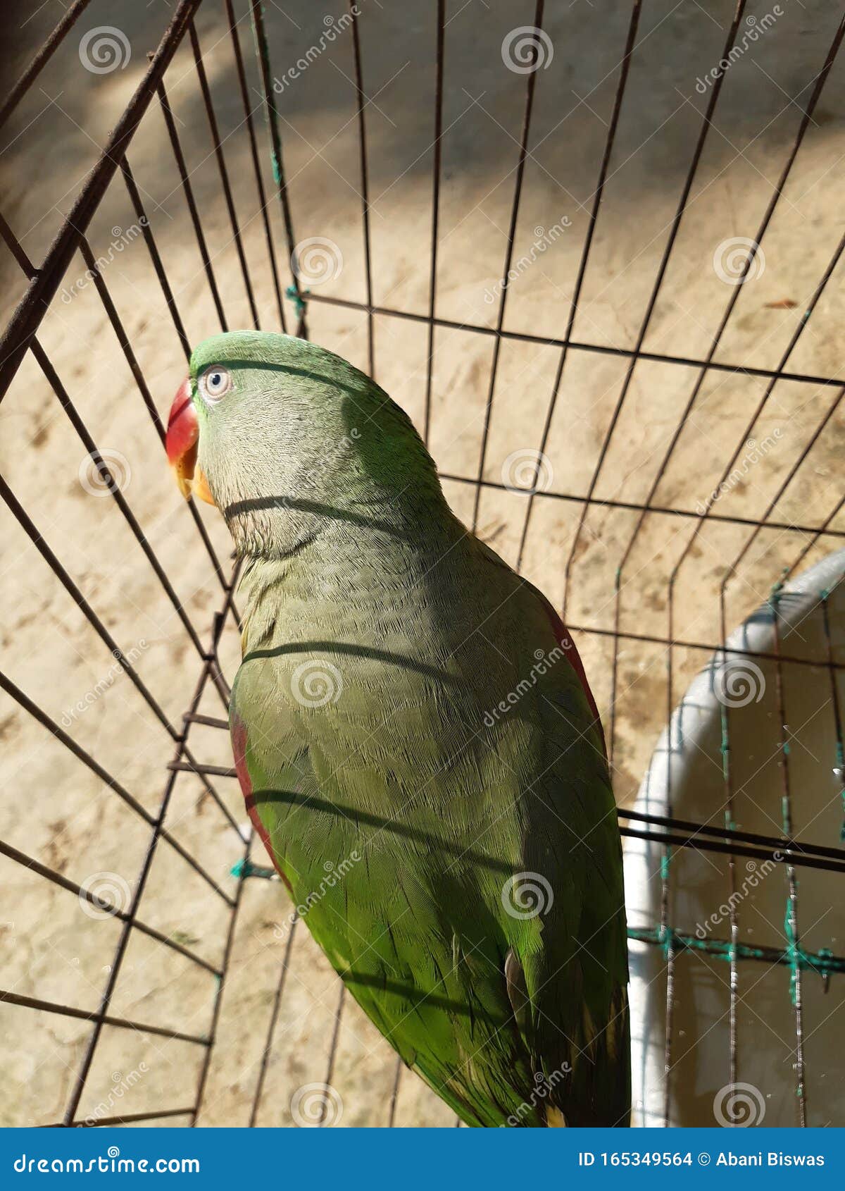 Parrot Bird Inside the House. Stock Photo - Image of tree, forest ...