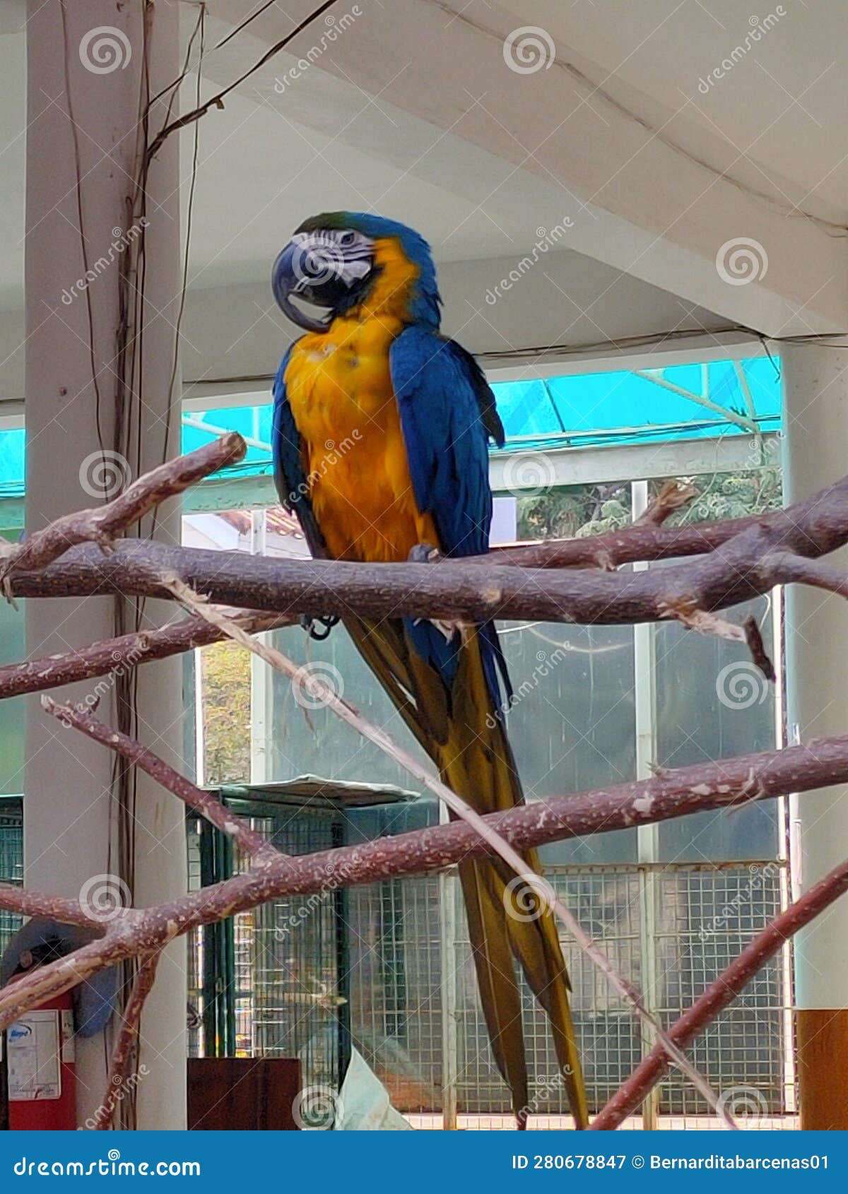 Parrot Bird Noisy Cute Talkative Stock Image - Image of talkative, cute ...