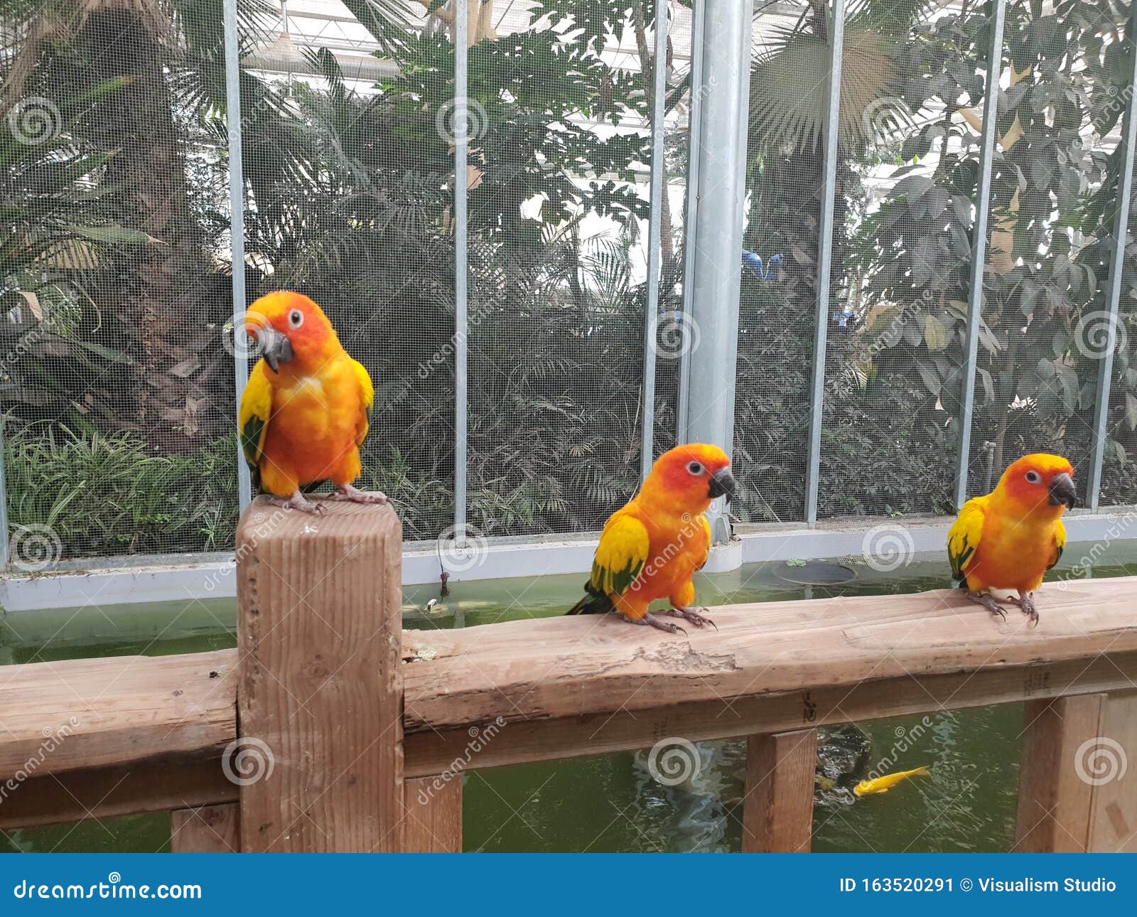 A Parrot Bird with Orange Fur Color Was Perched in a Cage Stock Image ...