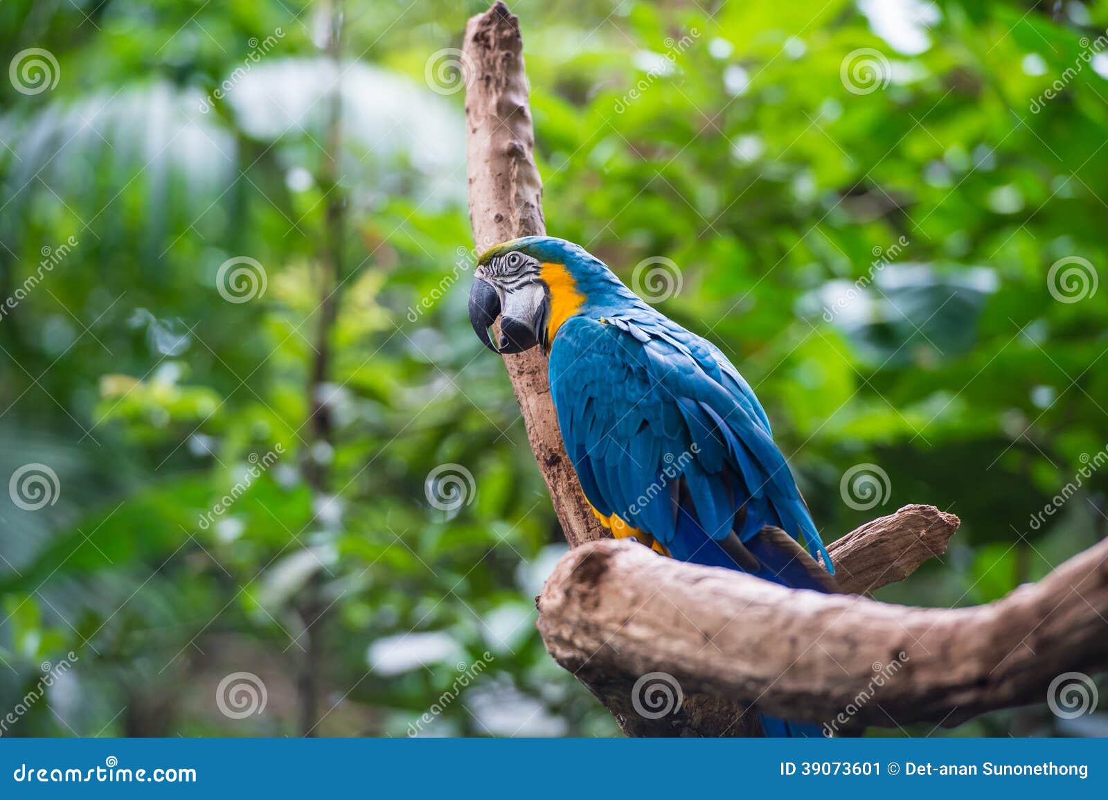 Parrot in Bird Park, Iguazu, Brazil Stock Image - Image of wildlife ...