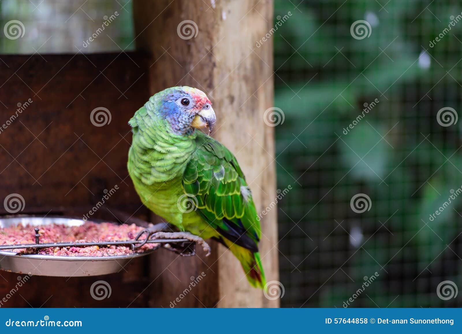 Parrot in Bird Park, Iguazu, Brazil Stock Photo - Image of iguazu ...