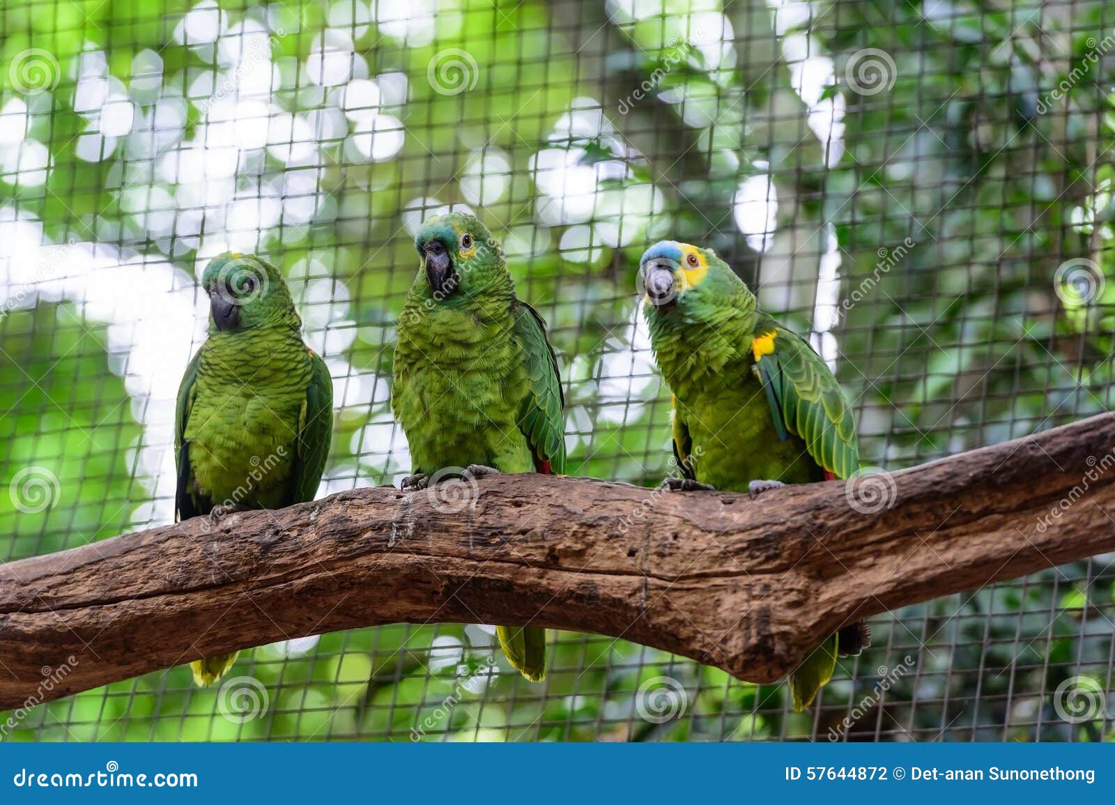 Parrot in Bird Park, Iguazu, Brazil Stock Photo - Image of park, animal ...