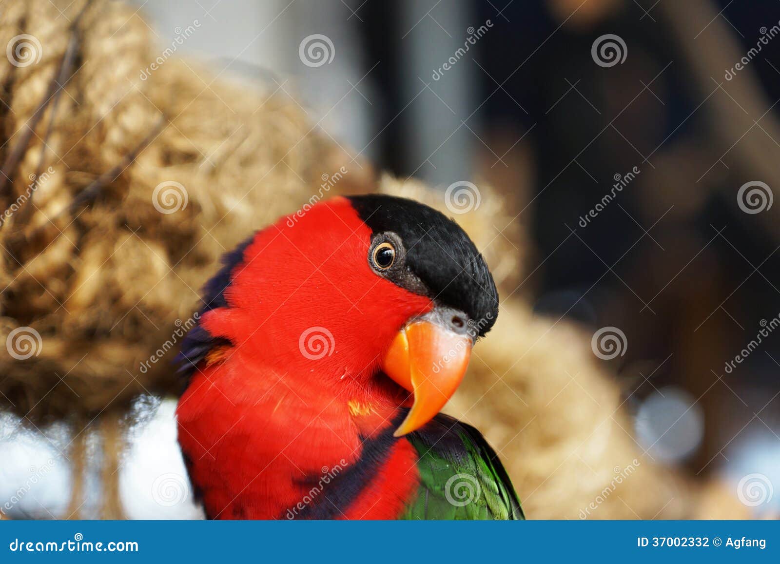 Parrot bird portrait stock photo. Image of parrots, horizontal - 37002332