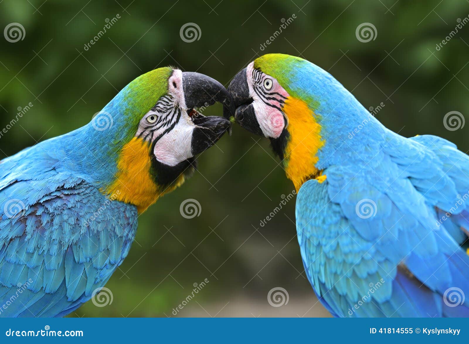 Parrot bird stock image. Image of fauna, macaws, nature - 41814555